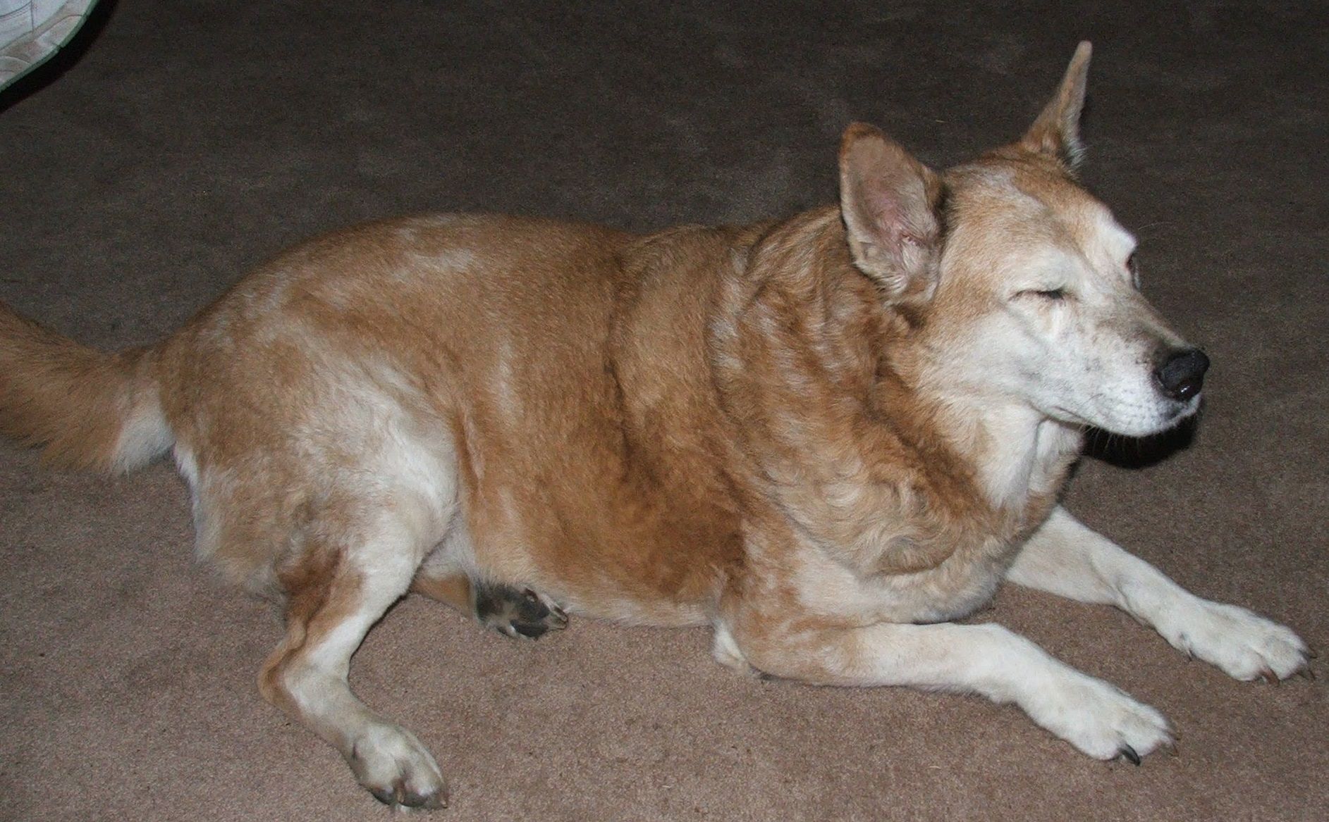 Pigdog On The Other Side